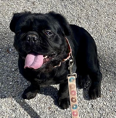 Fort Myers, FL - Pug. Meet Peppa a Pet for Adoption - AdoptaPet.com