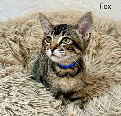 St. George, UT - Abyssinian. Meet Fox a Pet for Adoption - AdoptaPet.com