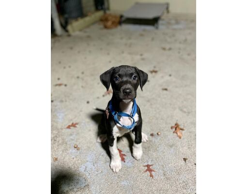 Boston, MA - Labrador Retriever. Meet WINIFRED a Pet for Adoption ...