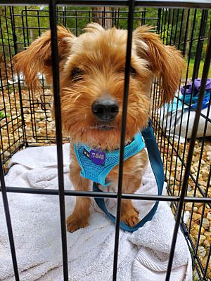 Williamsburg, VA - Yorkie, Yorkshire Terrier. Meet Willie a Pet for ...