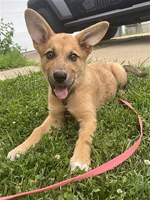 Lake Saint Louis, MO - Mixed Breed (Medium). Meet Amy a Pet for ...