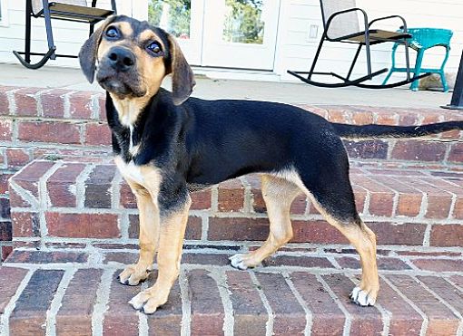 Norfolk, VA - Hound (Unknown Type)/Shepherd (Unknown Type). Meet PUPPY ...