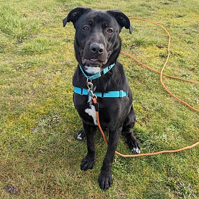 Aberdeen, WA - American Pit Bull Terrier/Labrador Retriever. Meet ...