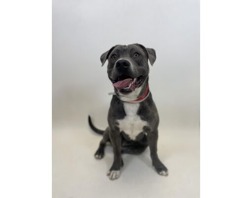 Hayward, CA - American Pit Bull Terrier. Meet ANNA a Pet for Adoption ...
