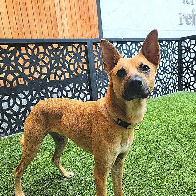 Los Angeles, CA - Belgian Malinois/Whippet. Meet Miracle a Pet for ...