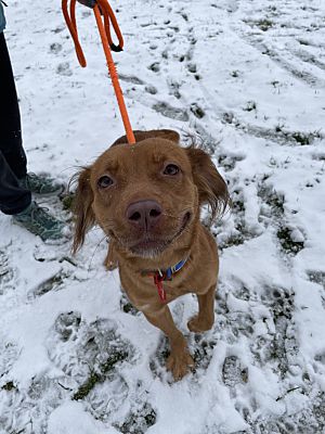 Oxford, MI - Golden Retriever/Nova Scotia Duck-Tolling Retriever. Meet ...