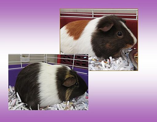 Lincoln, NE - Guinea Pig. Meet Zeph & Zilla (Perfect Pair) a Pet for ...
