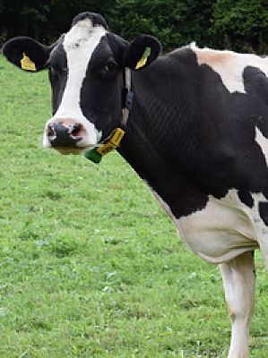 Red Devil, AK - Cow or Bull. Meet Bosco a Pet for Adoption - AdoptaPet.com