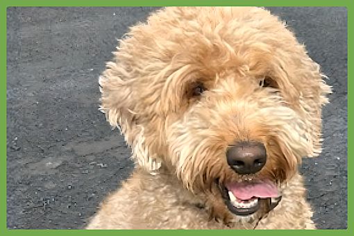 Dallas, TX - Goldendoodle. Meet Skye a Pet for Adoption - AdoptaPet.com