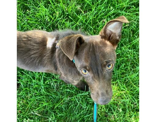 Reno, NV - Terrier (Unknown Type, Medium). Meet Chocolate Dobby a Pet ...