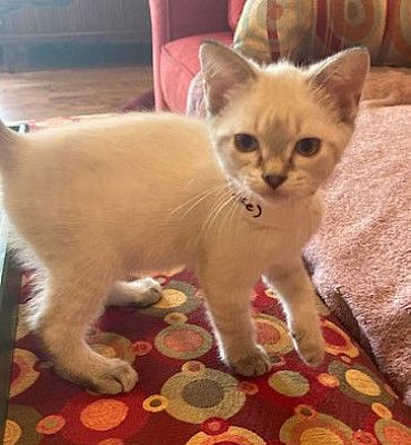 Georgetown, KY - Siamese. Meet Strawberry a Pet for Adoption ...
