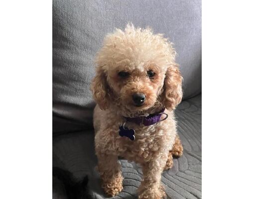 Malvern, PA - Poodle (Miniature). Meet Tinsel a Pet for Adoption ...