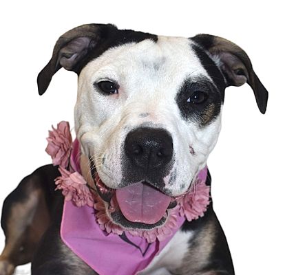 Springfield, OH - American Pit Bull Terrier. Meet Ira a Pet for ...