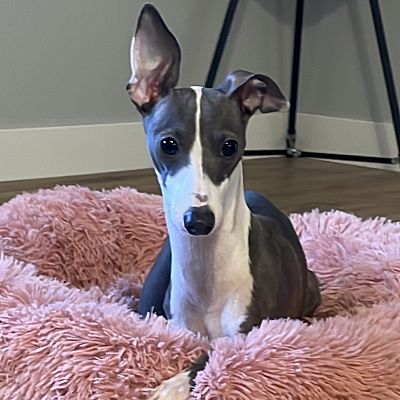 Dayton, OH - Italian Greyhound. Meet Nova a Pet for Adoption ...