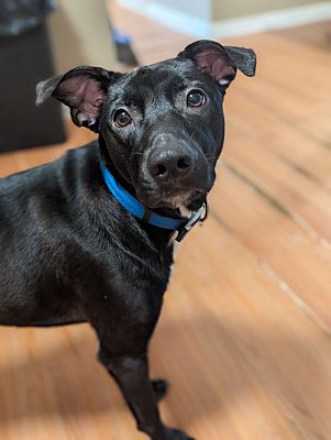 New York, NY - Labrador Retriever. Meet Dante a Pet for Adoption ...