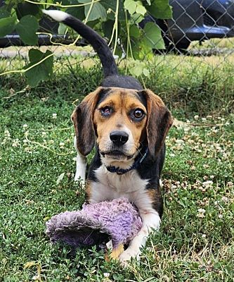 Bristol, CT - Beagle. Meet Samson a Pet for Adoption - AdoptaPet.com