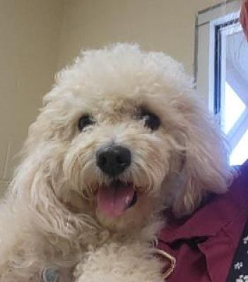 Apple Valley, CA - Poodle (Standard). Meet Ms. Sugar #217413 a Pet for ...