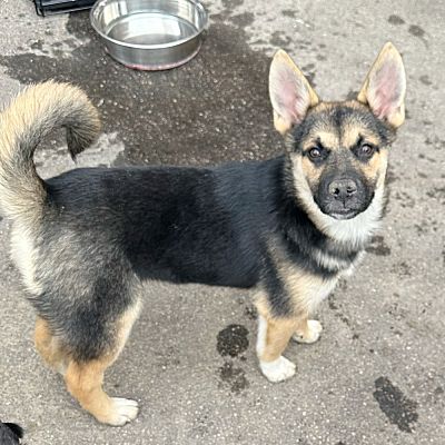 Sheridan, CO - German Shepherd Dog/Shiba Inu. Meet Candy Heart - Love U ...
