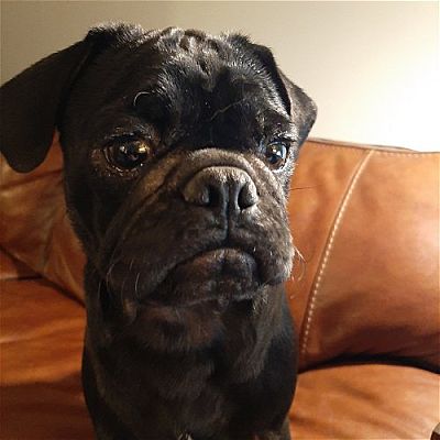 Toronto, ON - Pug. Meet Poncho a Pet for Adoption - AdoptaPet.com