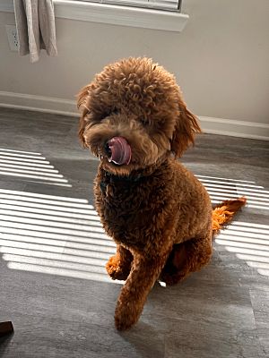 Mableton, GA - Goldendoodle. Meet Simba a Pet for Adoption - AdoptaPet.com