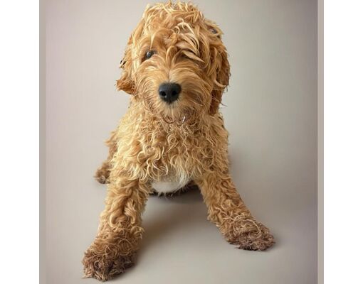 Mokena, IL - Cockapoo. Meet Parati a Pet for Adoption - AdoptaPet.com