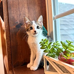 Hartford, CT - Domestic Shorthair. Meet Timber Lumberton a Pet for ...