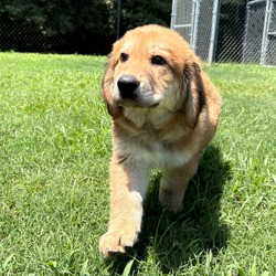 Cabot, AR - Labrador Retriever/Great Pyrenees. Meet (HOLD)(Found) Nico ...
