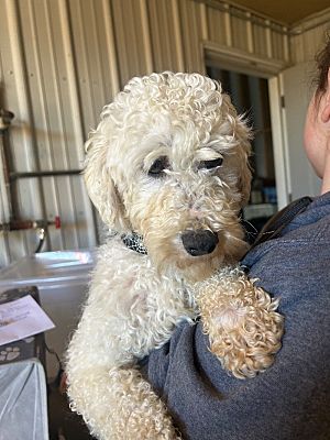 Windsor, CO - Miniature Poodle. Meet Dash a Pet for Adoption ...