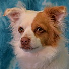 Papillon Puppies - Papillon Rescue and Adoption Near You