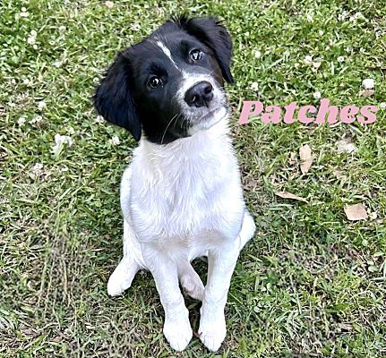Mandeville, LA - Australian Shepherd. Meet PATCHES a Pet for Adoption ...