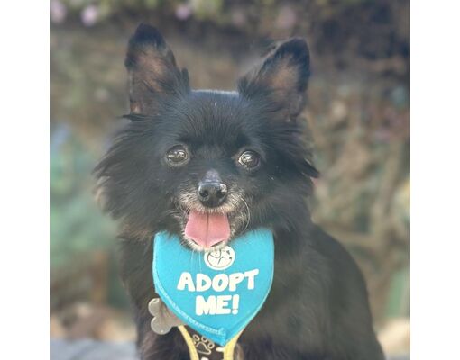 Pacific Grove, CA - Pomeranian. Meet Clover a Pet for Adoption ...