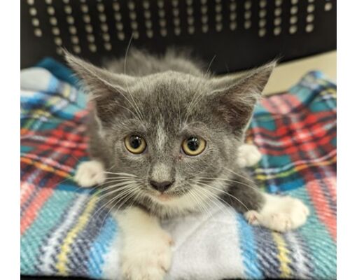 Hamilton, OH - Domestic Shorthair/Mixed Breed (Medium). Meet Kimchi a ...