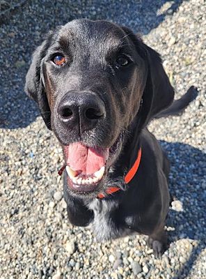Fairbanks, AK - English Springer Spaniel/Rottweiler. Meet MILO a Pet ...