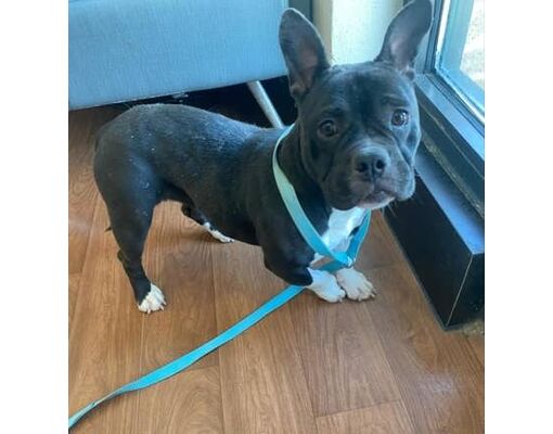 Baton Rouge, LA - French Bulldog/Mixed Breed (Medium). Meet Bebe a Pet ...