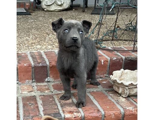 Columbus, OH - Labrador Retriever/Jack Russell Terrier. Meet Clyde a ...