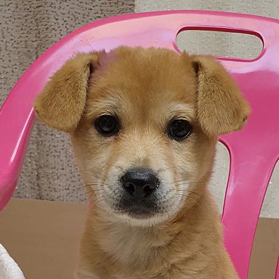 Los Angeles, CA - Jindo/Spitz (Unknown Type, Medium). Meet Dawn a Pet ...
