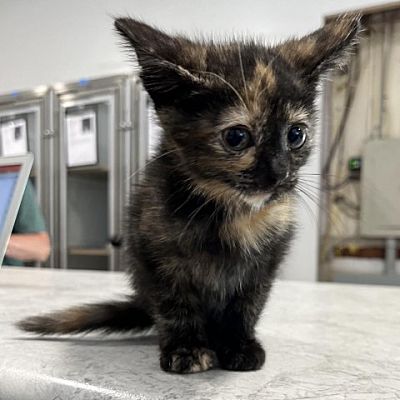 Asheville, NC - Domestic Shorthair. Meet Dahlia a Pet for Adoption ...