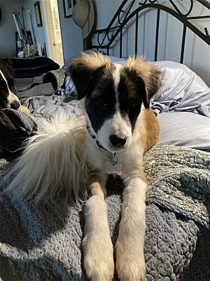 Boston, MA - Border Collie. Meet Martavia a Pet for Adoption ...