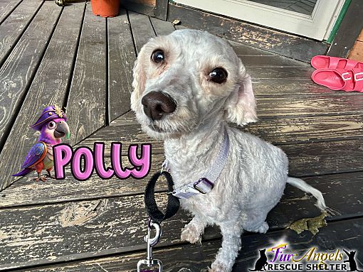 Toledo, OH - Miniature Poodle. Meet Polly a Pet for Adoption ...