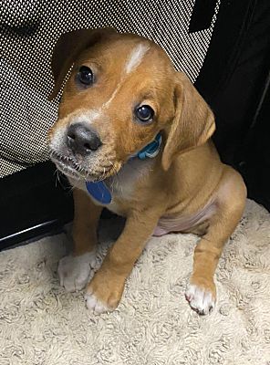 Inverness, FL - Mountain Cur/Mixed Breed (Medium). Meet Connor a Pet ...