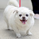 Pug Puppies - Pug Rescue and Adoption Near You