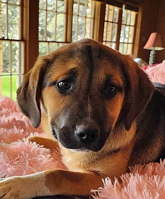 Richfield, MN - Beagle/English Pointer. Meet Brooklyn a Pet for ...