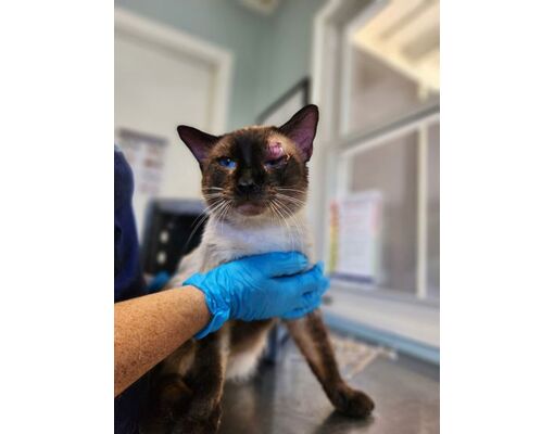 Green Cove Springs, FL - Siamese/Mixed Breed (Medium). Meet Ant-thony a ...