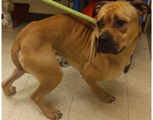 Xenia, OH - Boxer/Mixed Breed (Medium). Meet Radar a Pet for Adoption ...