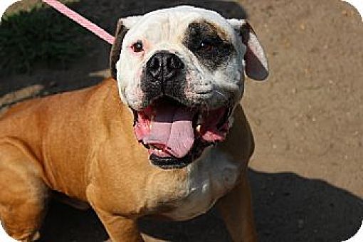 Voorhees, NJ - American Bulldog. Meet Chief a Pet for Adoption ...