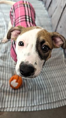 Phoenix, AZ - Border Collie/Beagle. Meet Karate a Pet for Adoption ...