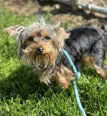 Lancaster, OH - Yorkie, Yorkshire Terrier. Meet Layla a Pet for ...