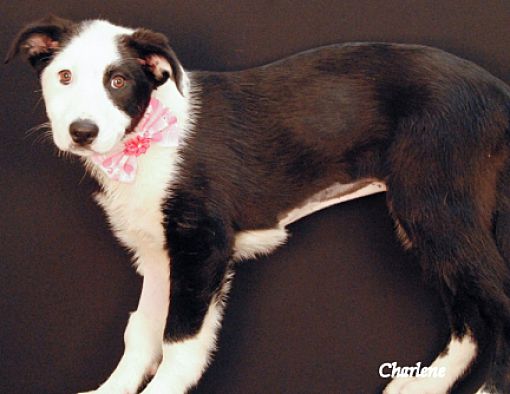 Newland, NC - Border Collie. Meet January a Pet for Adoption ...