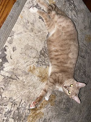 Decatur, GA - Tabby. Meet Leo a Pet for Adoption - AdoptaPet.com