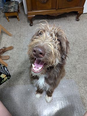 Sanger, TX - Labradoodle. Meet Teddy a Pet for Adoption - AdoptaPet.com